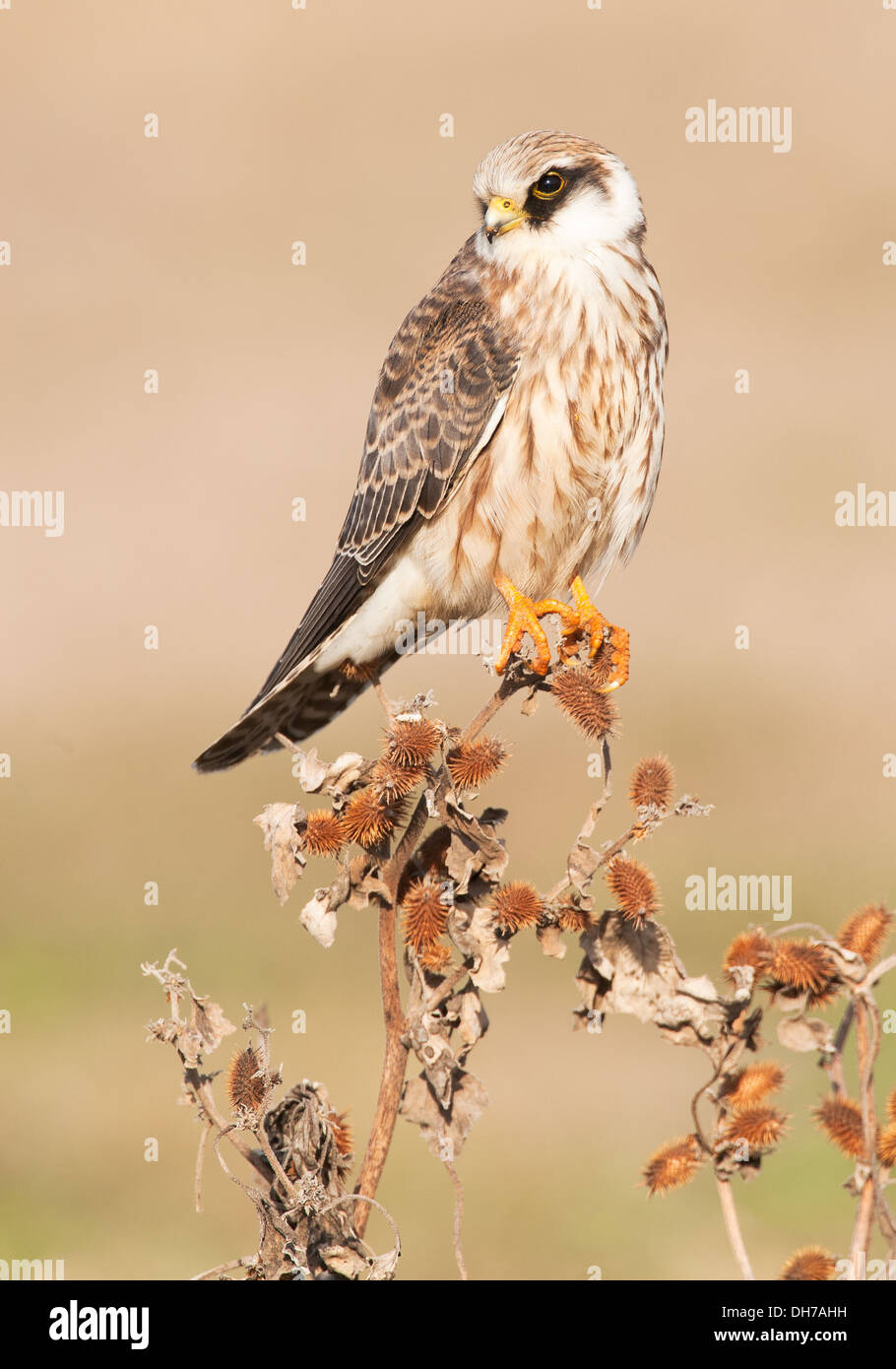 Red Footed Falcon, Falcon Stock Photo - Alamy