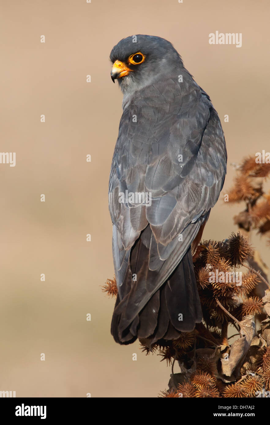Red Footed Falcon, Falcon Stock Photo - Alamy