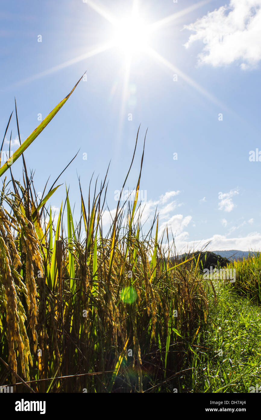 Rice crop in the sunshine Stock Photo - Alamy