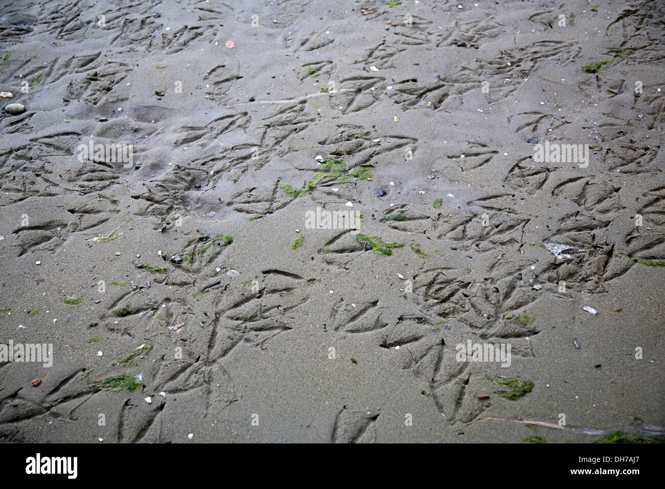 Footprint of geese in mud Stock Photo - Alamy