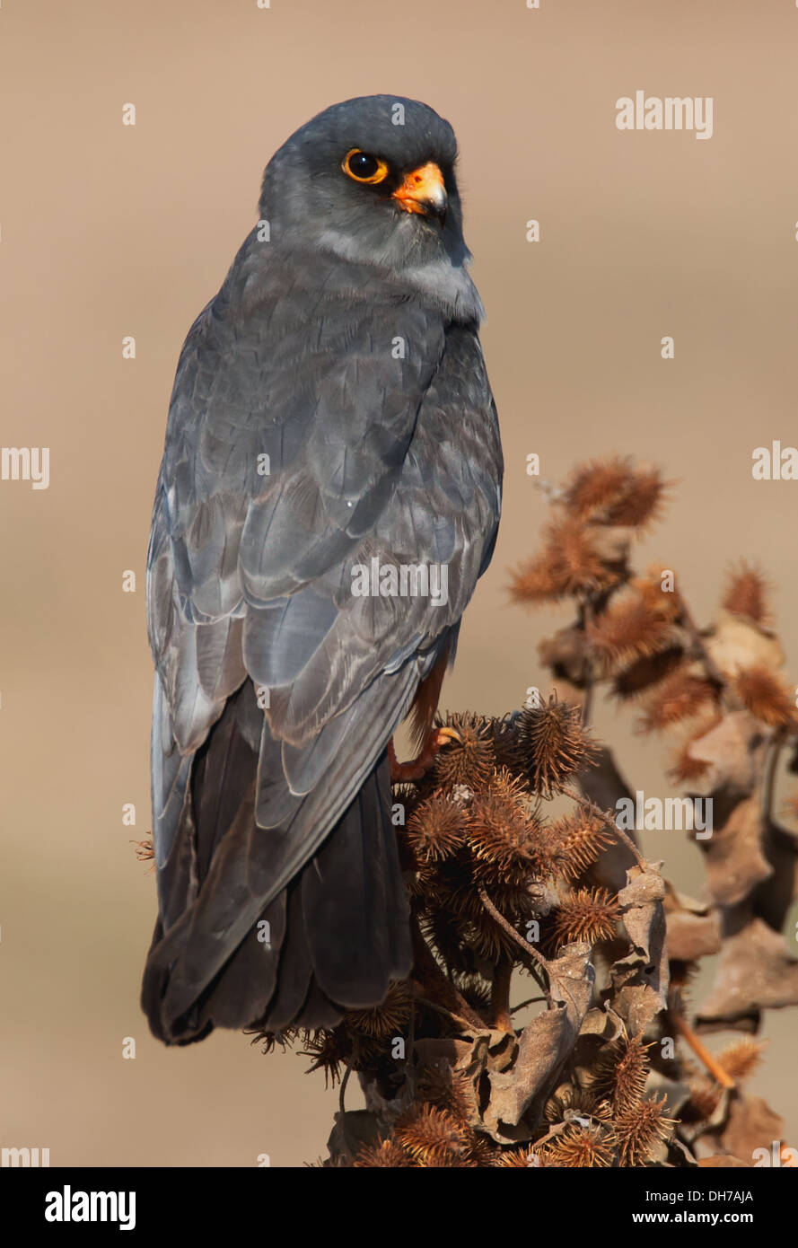 Red Footed Falcon, Falcon Stock Photo - Alamy