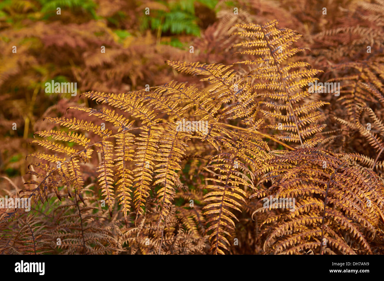 Autumn Bracken isolated in a woodland scene Stock Photo - Alamy