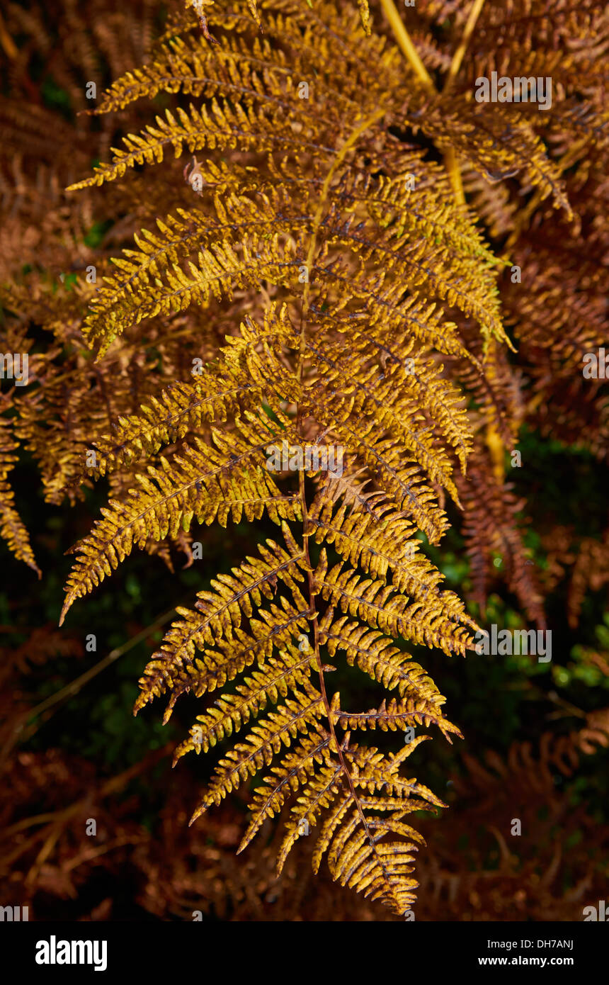 Autumn Bracken isolated in a woodland scene Stock Photo - Alamy