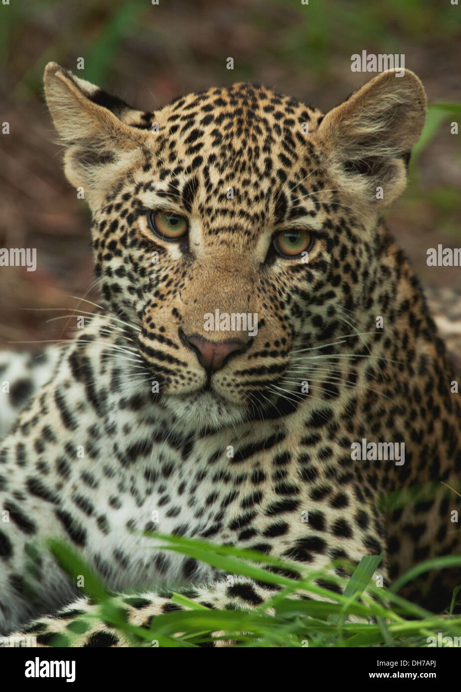 Leopard, Panthera pardus, Panthera Stock Photo - Alamy