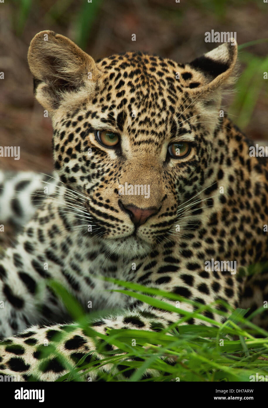 Leopard, Panthera pardus, Panthera Stock Photo - Alamy