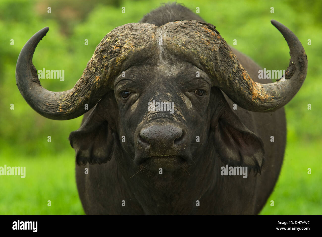 Cape Buffalo, African Cap Buffalo, Buffalo Stock Photo - Alamy