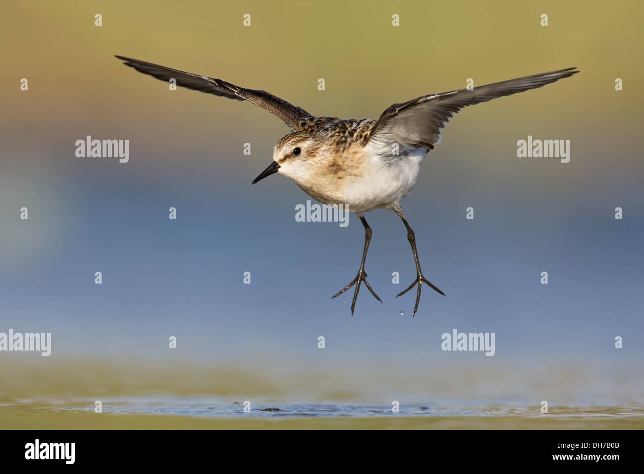 Little Stint, Stint, Calidris minuta Stock Photo - Alamy