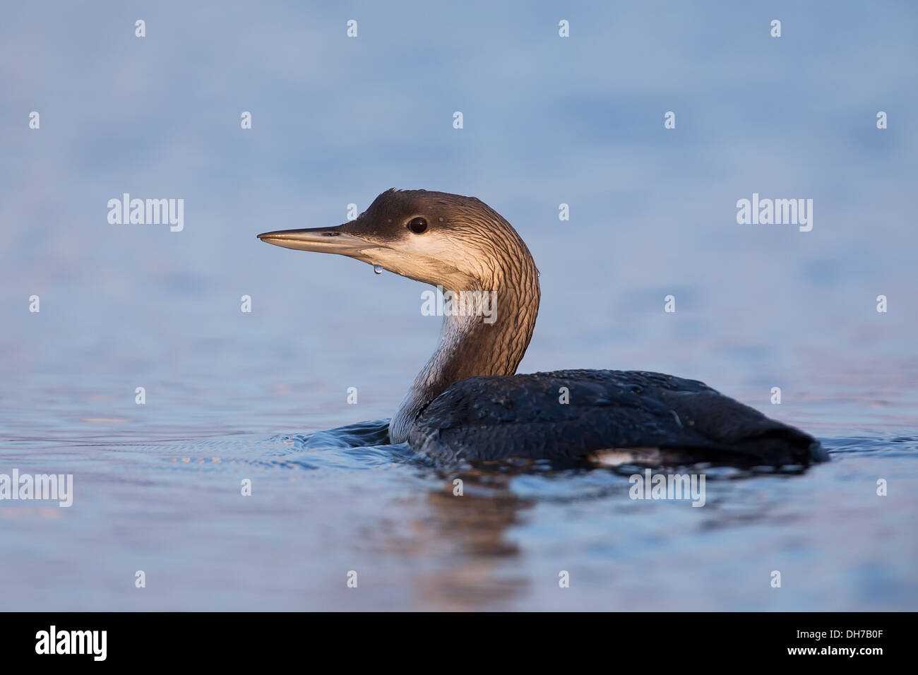 Black Throated Loon, Diver, Gavia arctia Stock Photo - Alamy