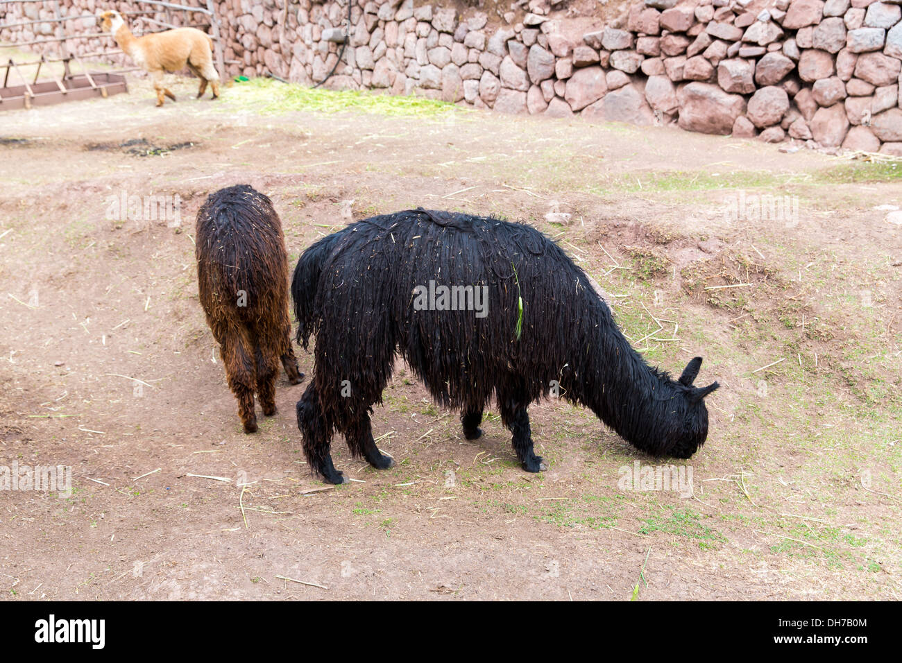 Peruvian vicuna. Farm of llama,alpaca,Vicuna in Peru,South America ...