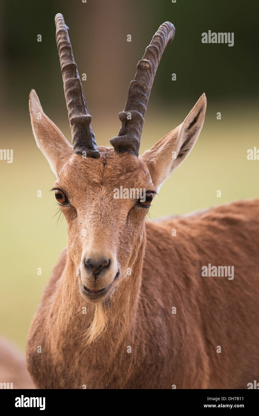 Ibex horns hi-res stock photography and images - Alamy