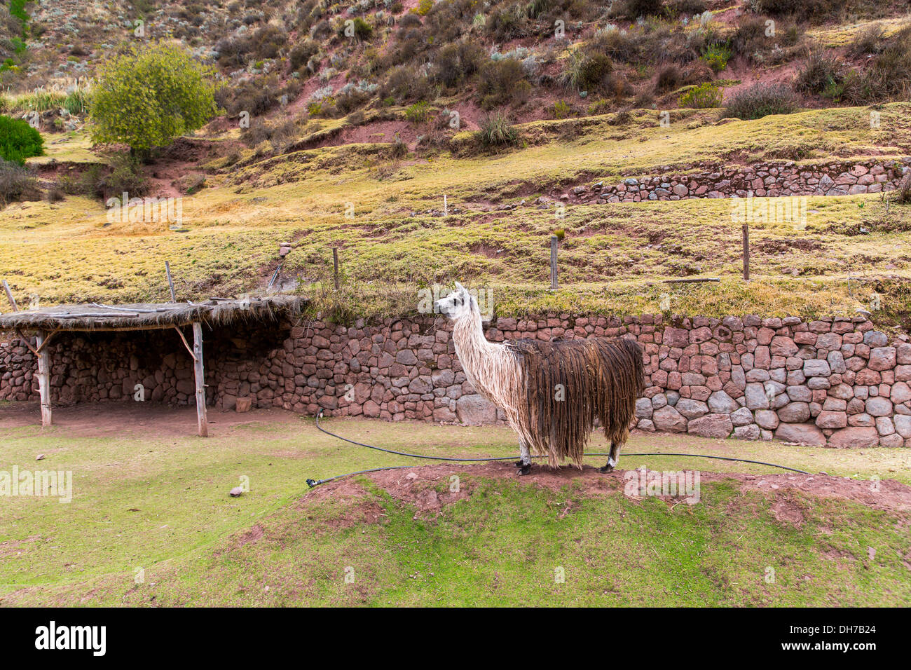 Peruvian vicuna. Farm of llama,alpaca,Vicuna in Peru,South America ...