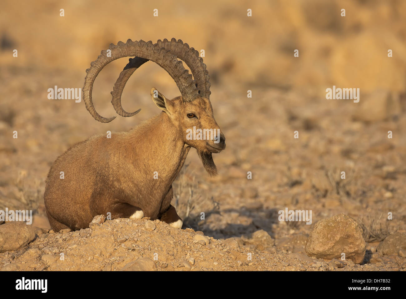 Ibex horns hi-res stock photography and images - Alamy
