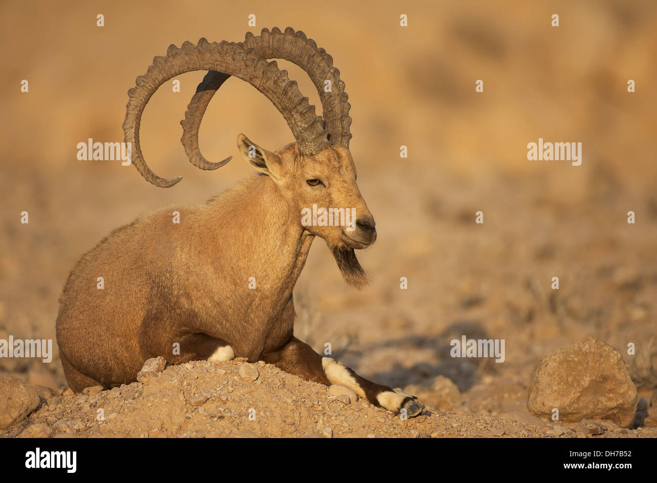 Nubian Ibex High Resolution Stock Photography and Images - Alamy