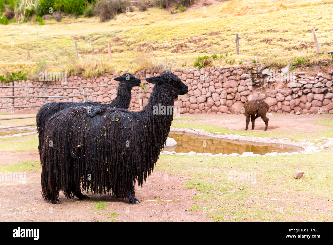 Peruvian vicuna. Farm of llama,alpaca,Vicuna in Peru,South America ...