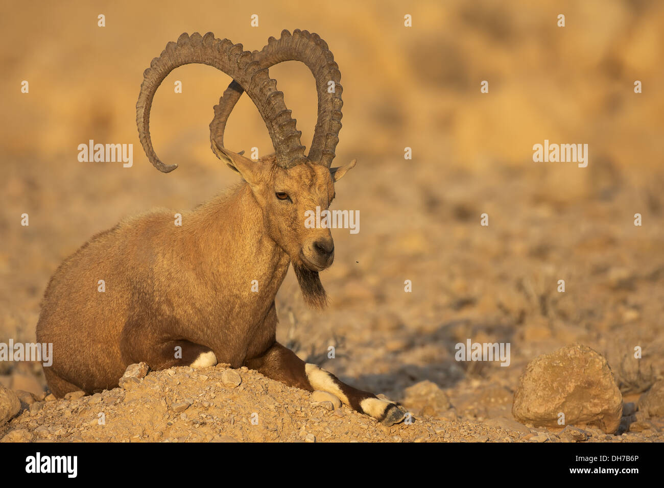 Ibex horns hi-res stock photography and images - Alamy