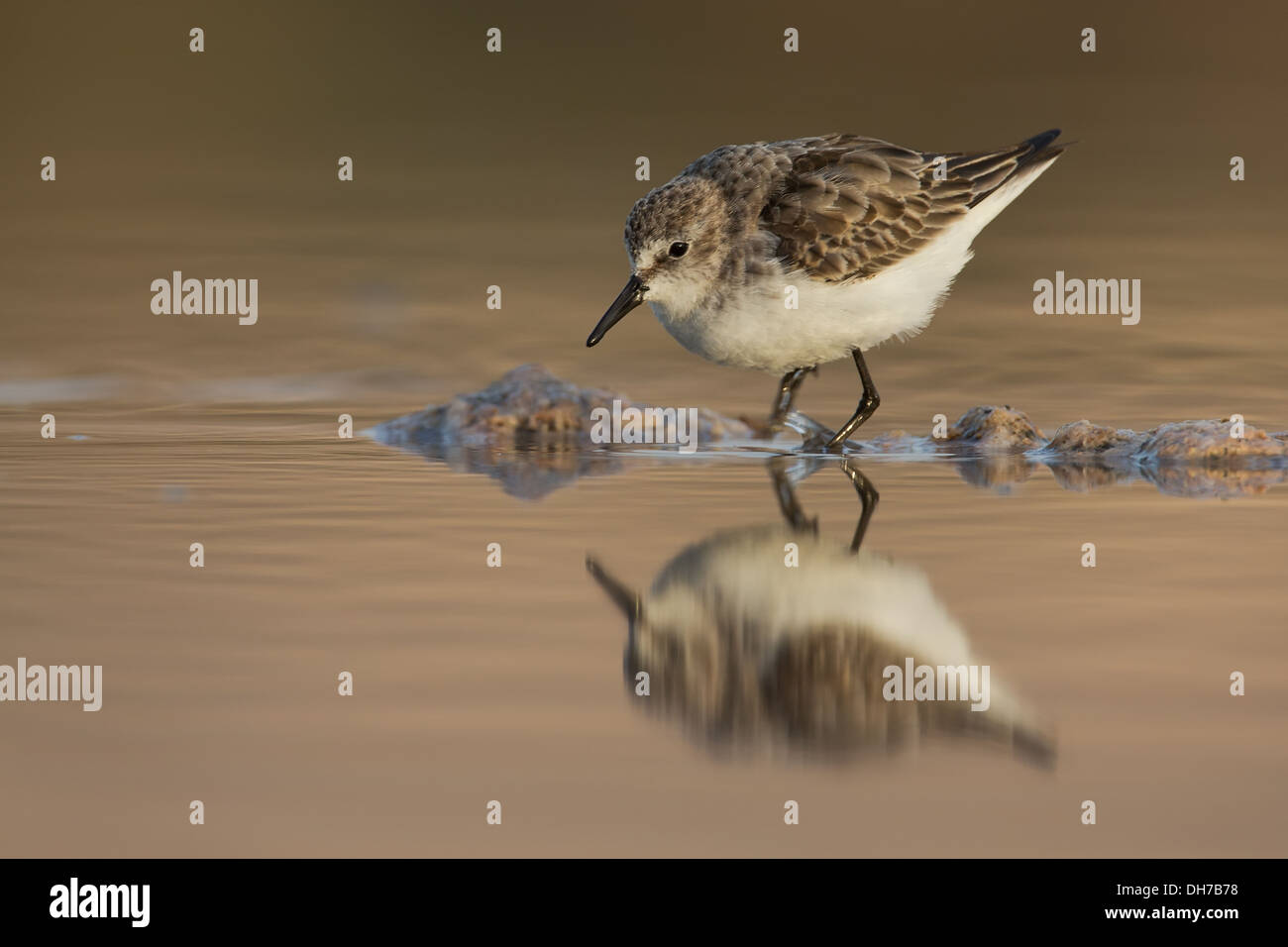 Little stint hi-res stock photography and images - Alamy