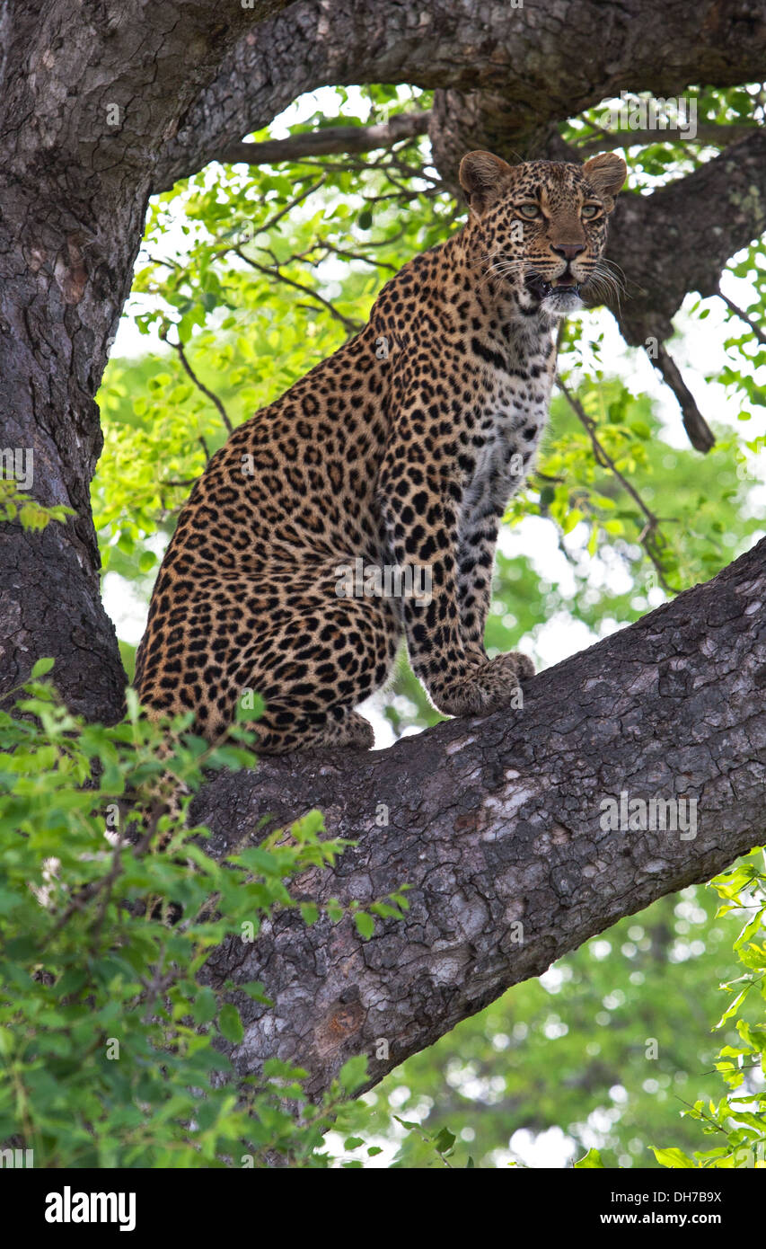 Leopard, Panthera pardus, Panthera Stock Photo - Alamy