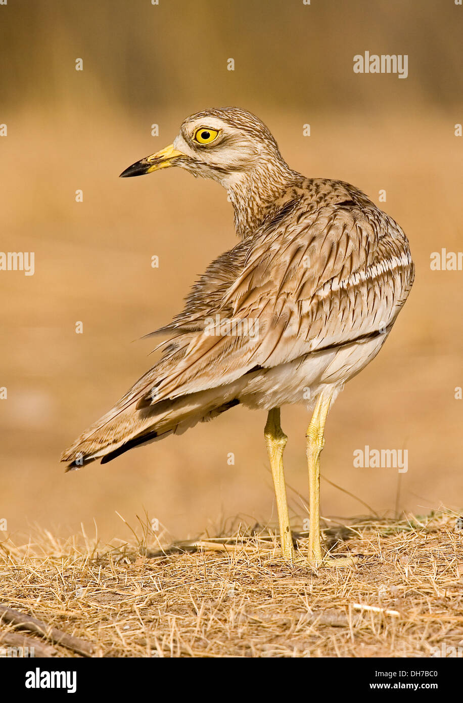 Stone curlew hi-res stock photography and images - Alamy