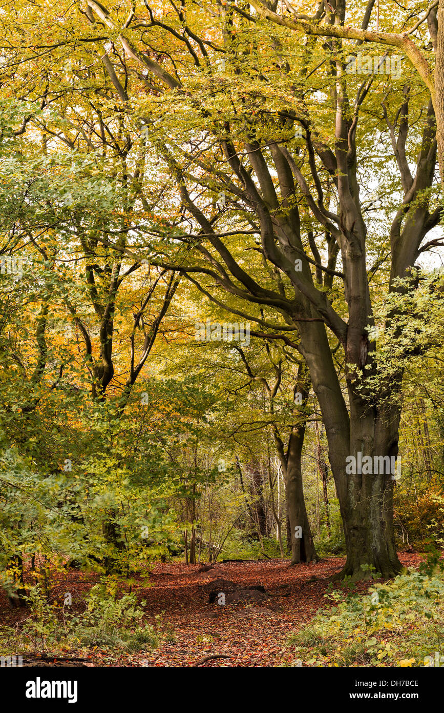 Beech tree sapling hi-res stock photography and images - Alamy