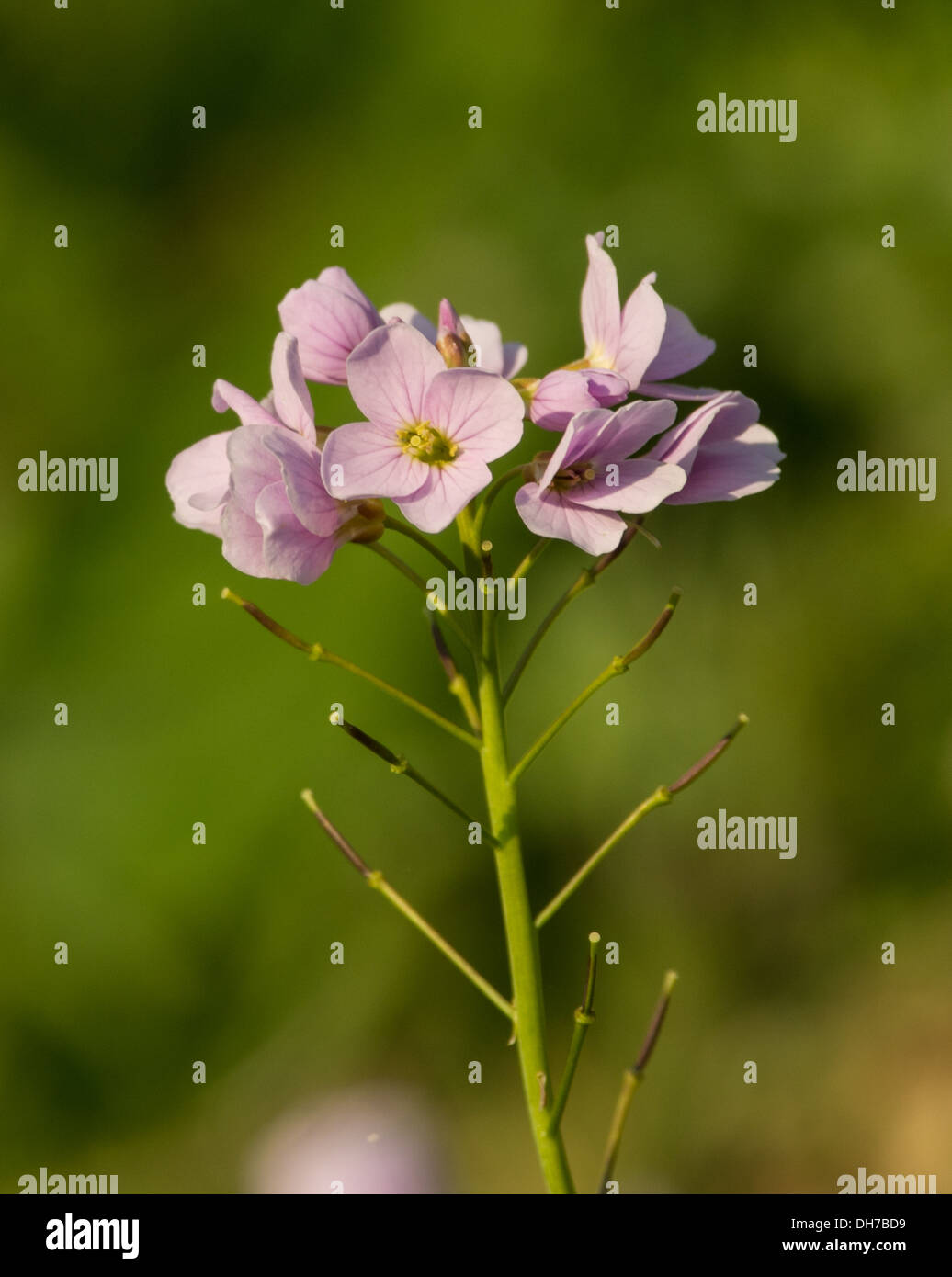 Flower of lady's smock or cuckoo flower Stock Photo - Alamy