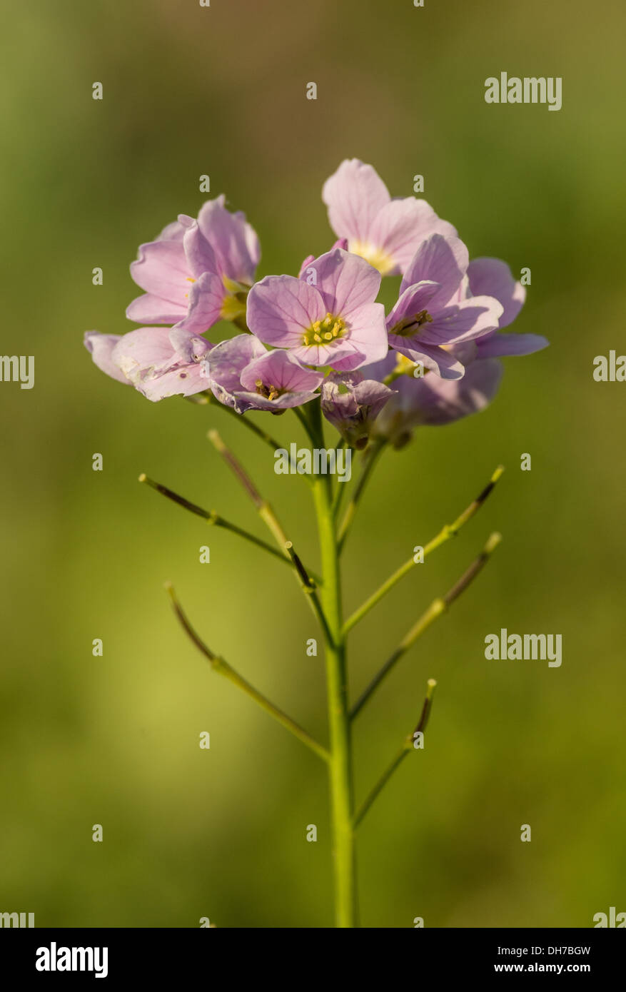 Flower of lady's smock or cuckoo flower Stock Photo - Alamy