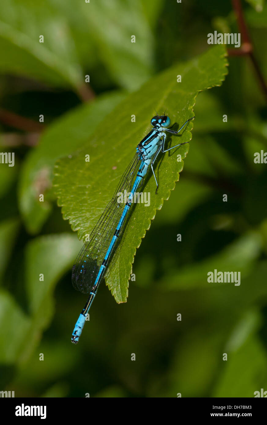 Azure Blue Damselfly adult Stock Photo - Alamy