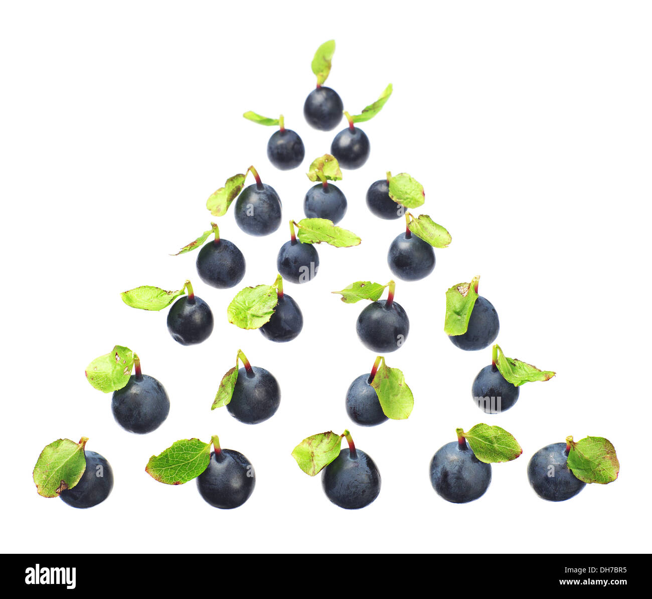 Huckleberry tree hi-res stock photography and images - Alamy