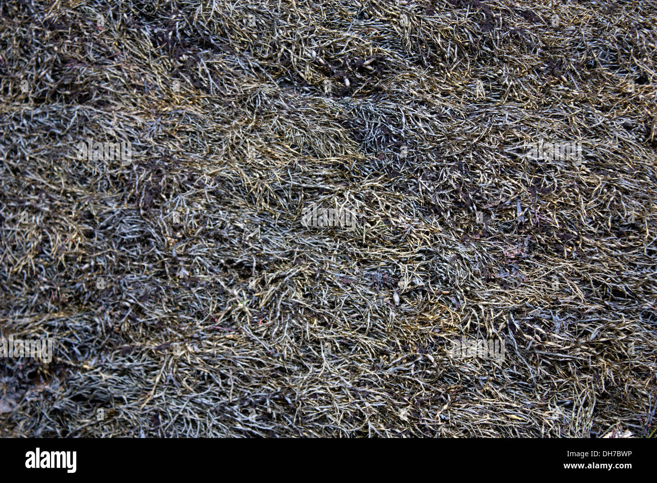 Seaweed water hi-res stock photography and images - Alamy