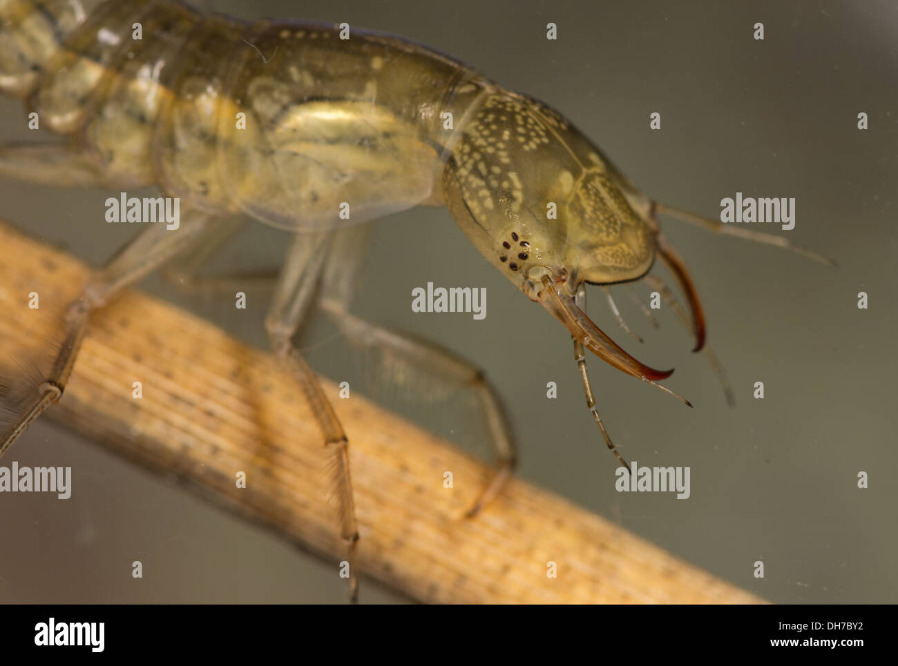 A great diving beetle larva close up underwater. Taken in a ...