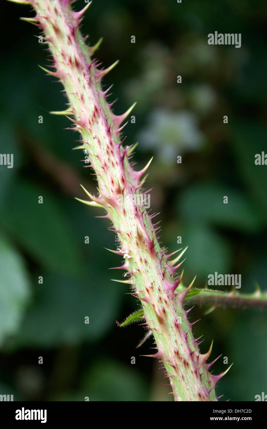 Thorns branch hi-res stock photography and images - Alamy