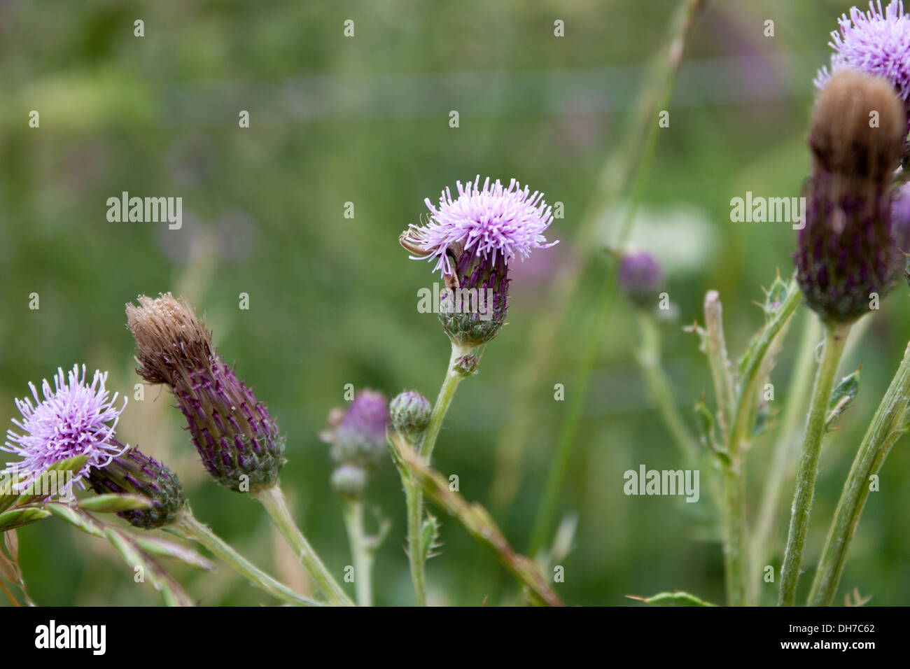 Plant thistle hi-res stock photography and images - Alamy