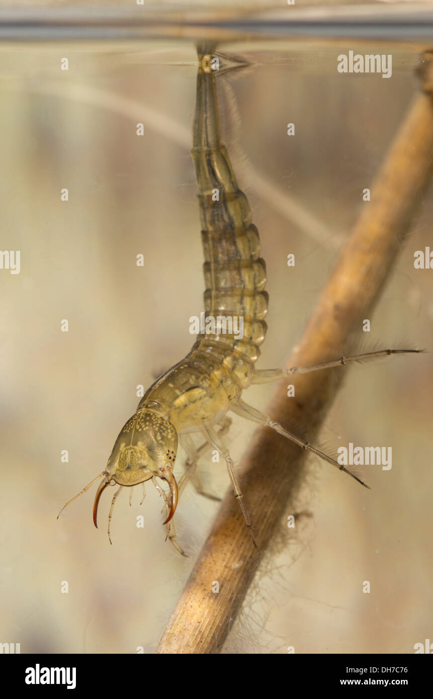 A great diving beetle larva close up underwater. Taken in a ...