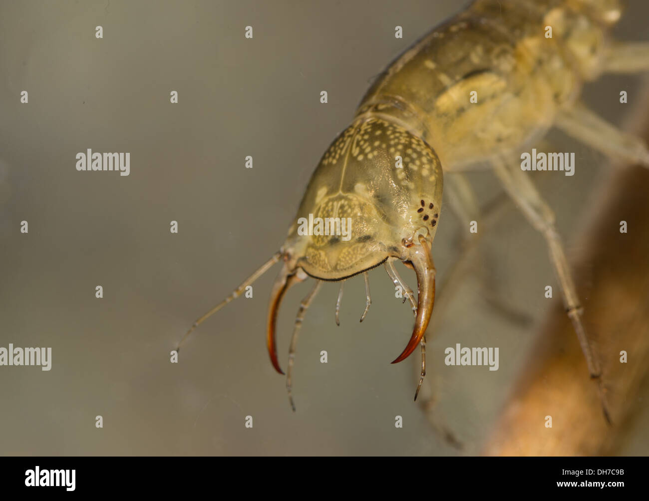 Great diving beetle larvae hi-res stock photography and images - Alamy