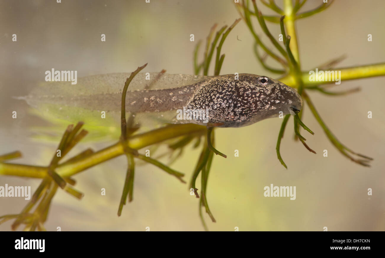 Tadpole close up hi-res stock photography and images - Alamy