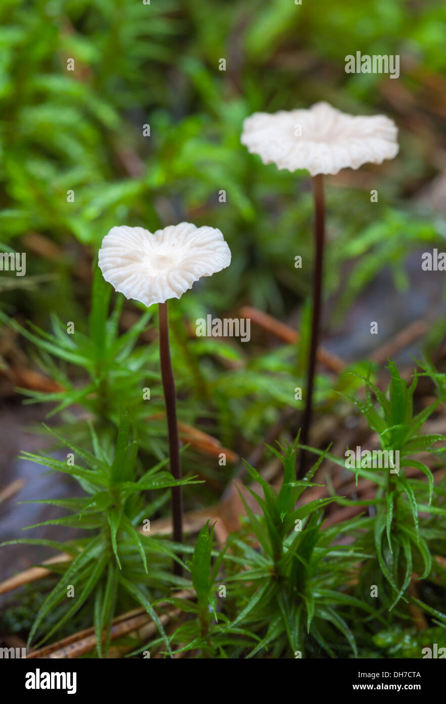 Pinwheel High Resolution Stock Photography and Images - Alamy