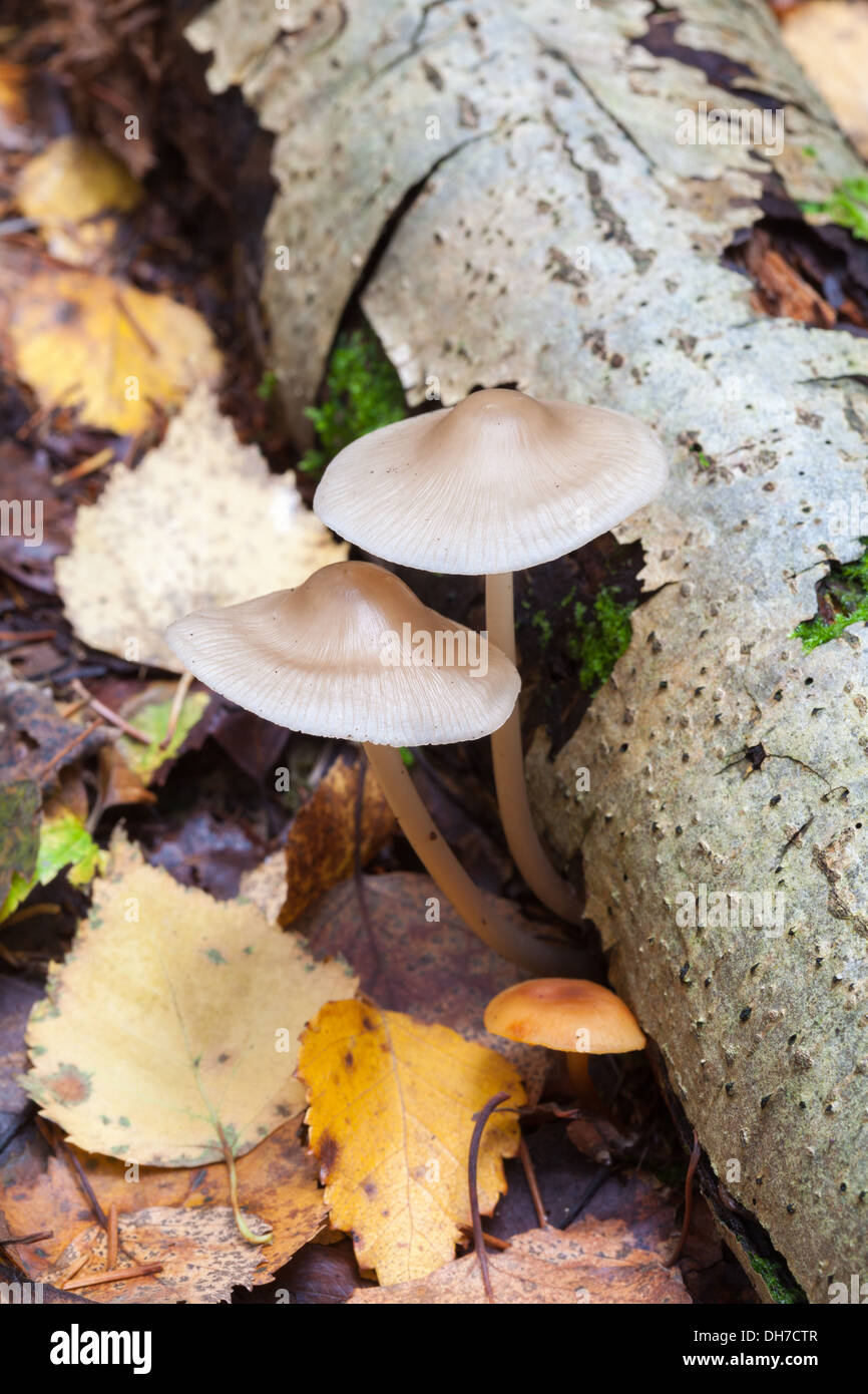 Mycena mushroom hi-res stock photography and images - Alamy
