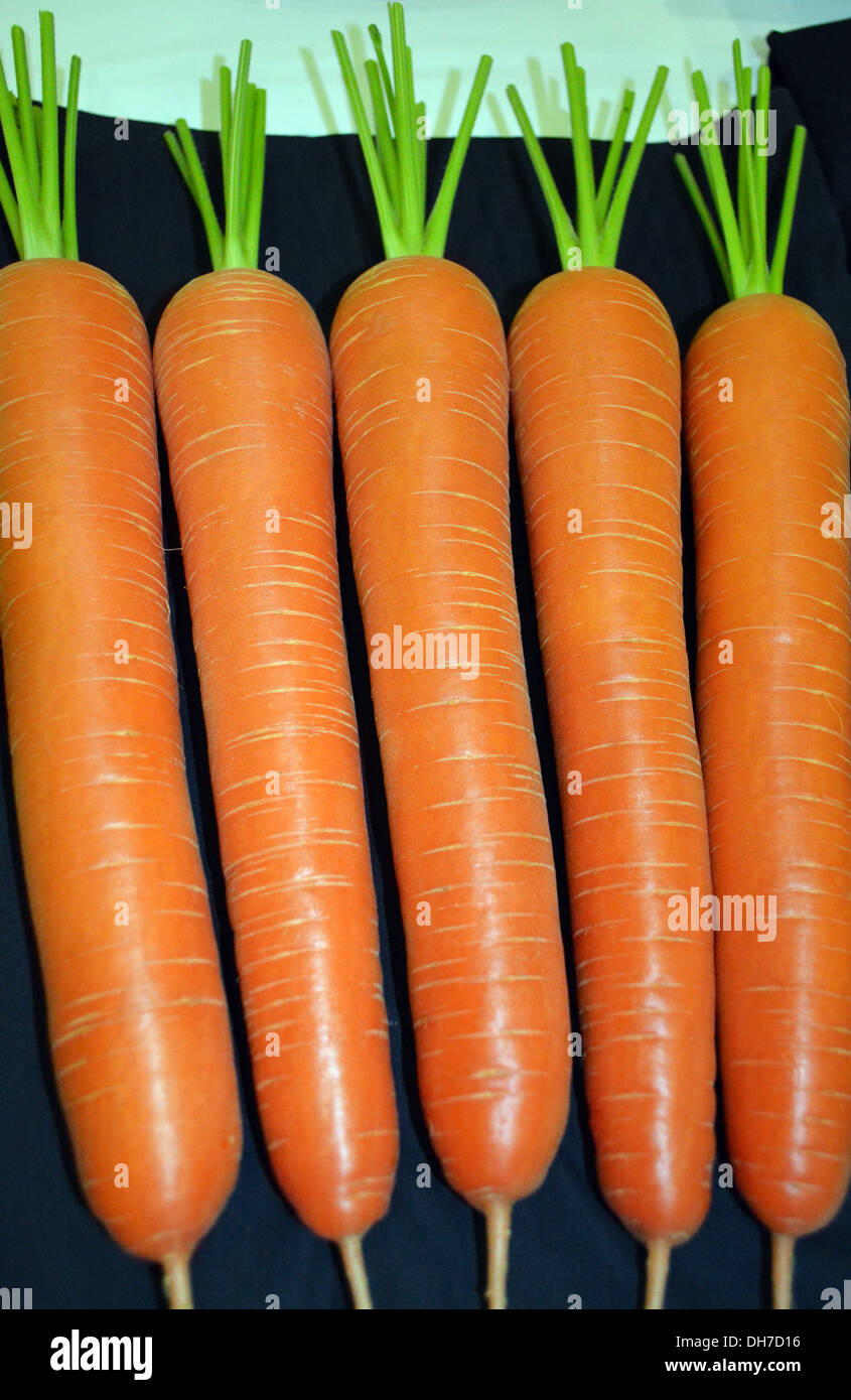 Display of Five Trimmed Prize Winning Carrots at the Harrogate Autumn ...