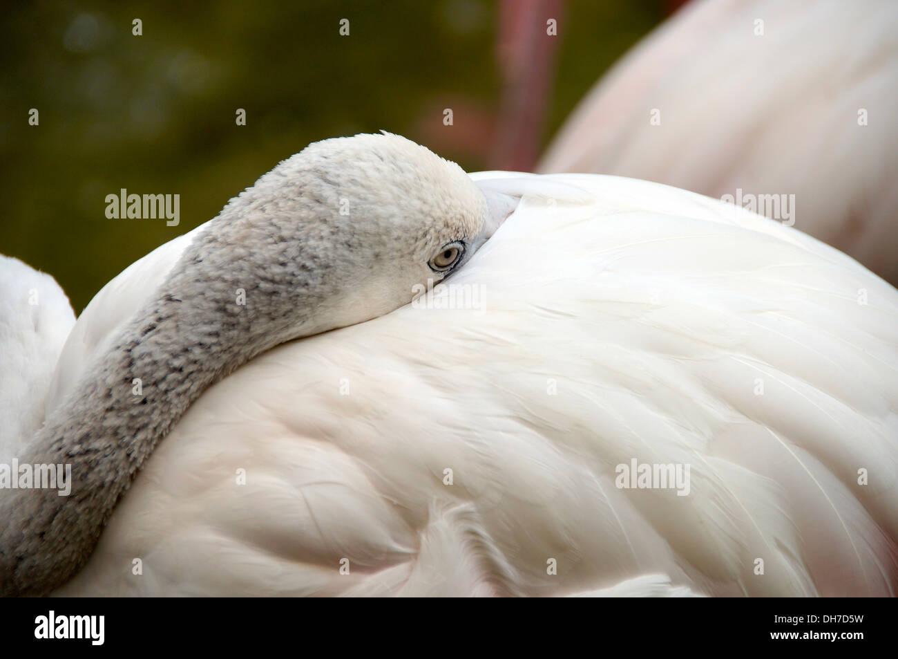 Stealth animal hi-res stock photography and images - Alamy