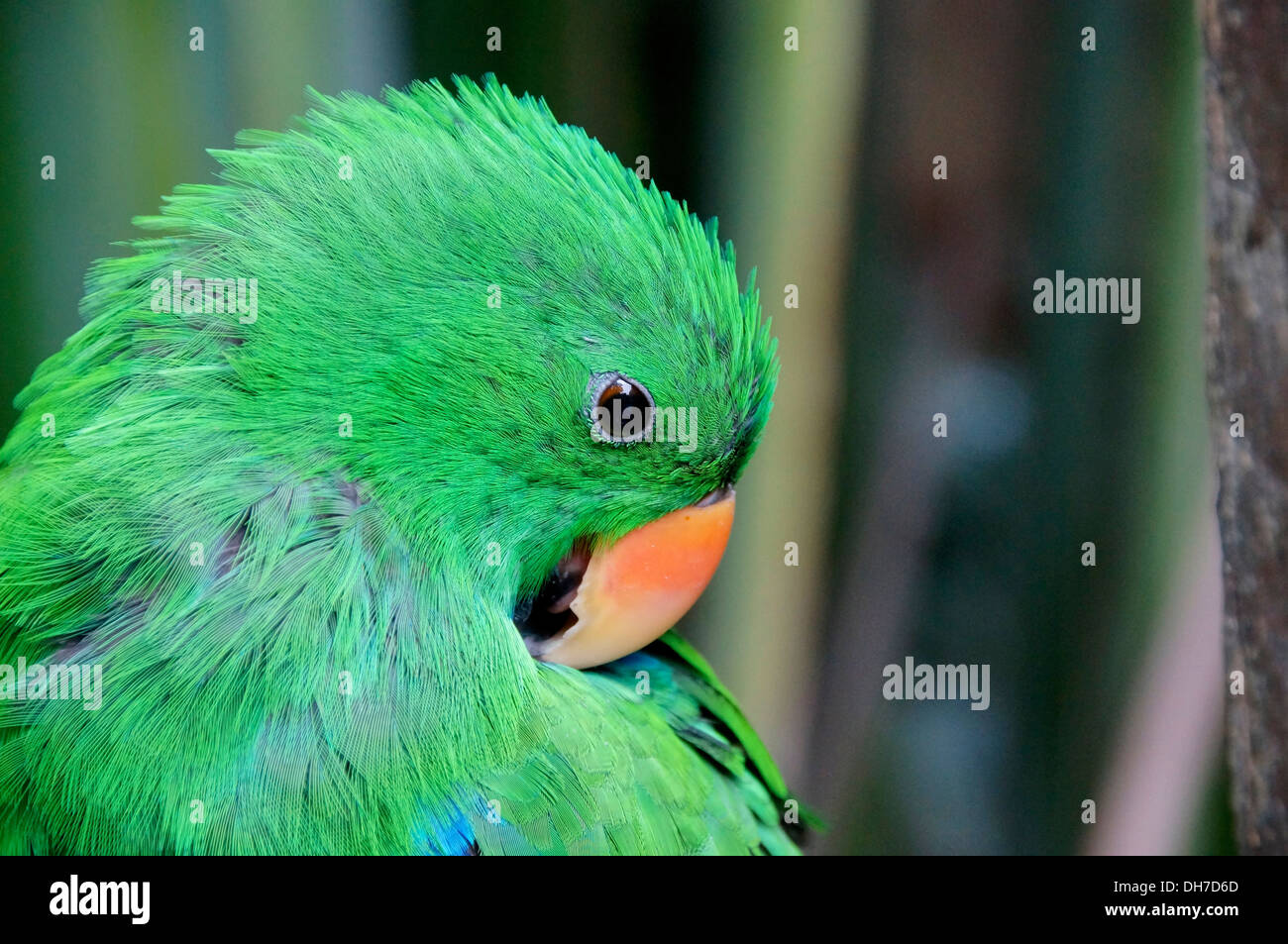 Green Male Eclectus Parrot Stock Photos & Green Male Eclectus Parrot ...