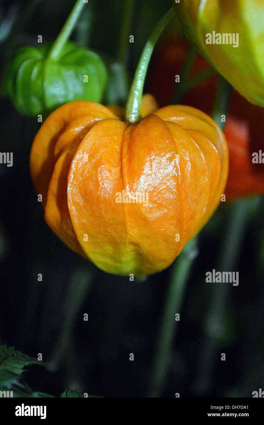 A Close up of a Chinese Lantern (Physalis Alkekengi) Flower at the ...