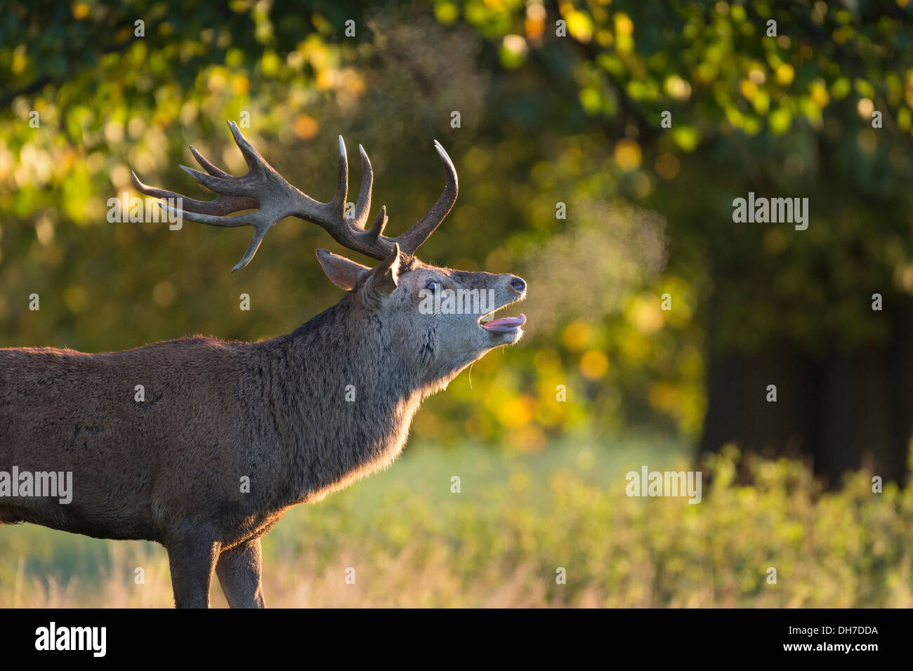 Male Red Deer (Cervus elaphus) stag exhaling cold breath in early ...