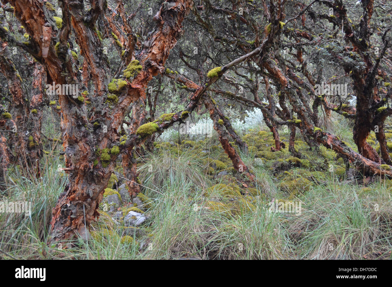 Quenual tree hi-res stock photography and images - Alamy