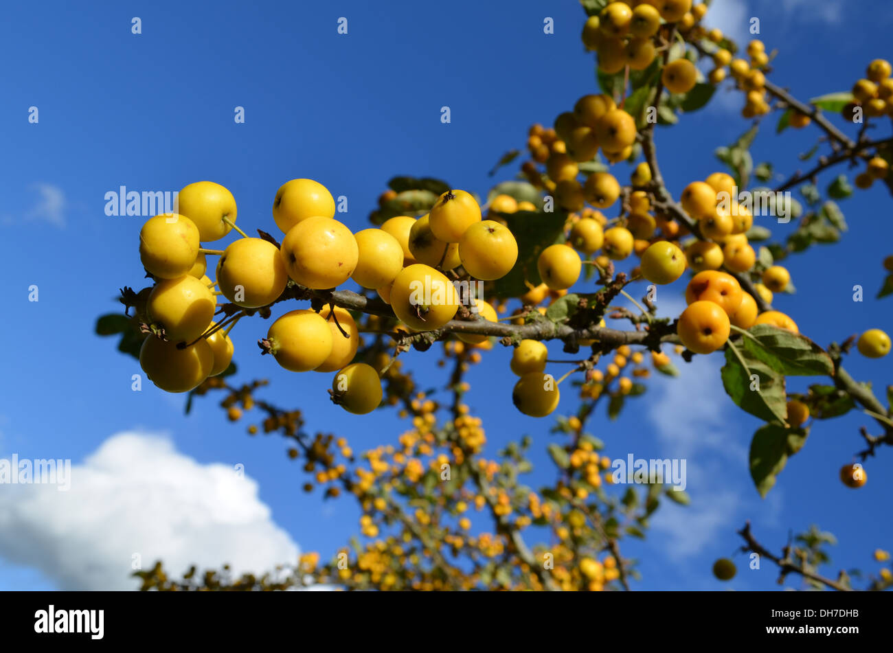 Uk tree yellow berries hi-res stock photography and images - Alamy