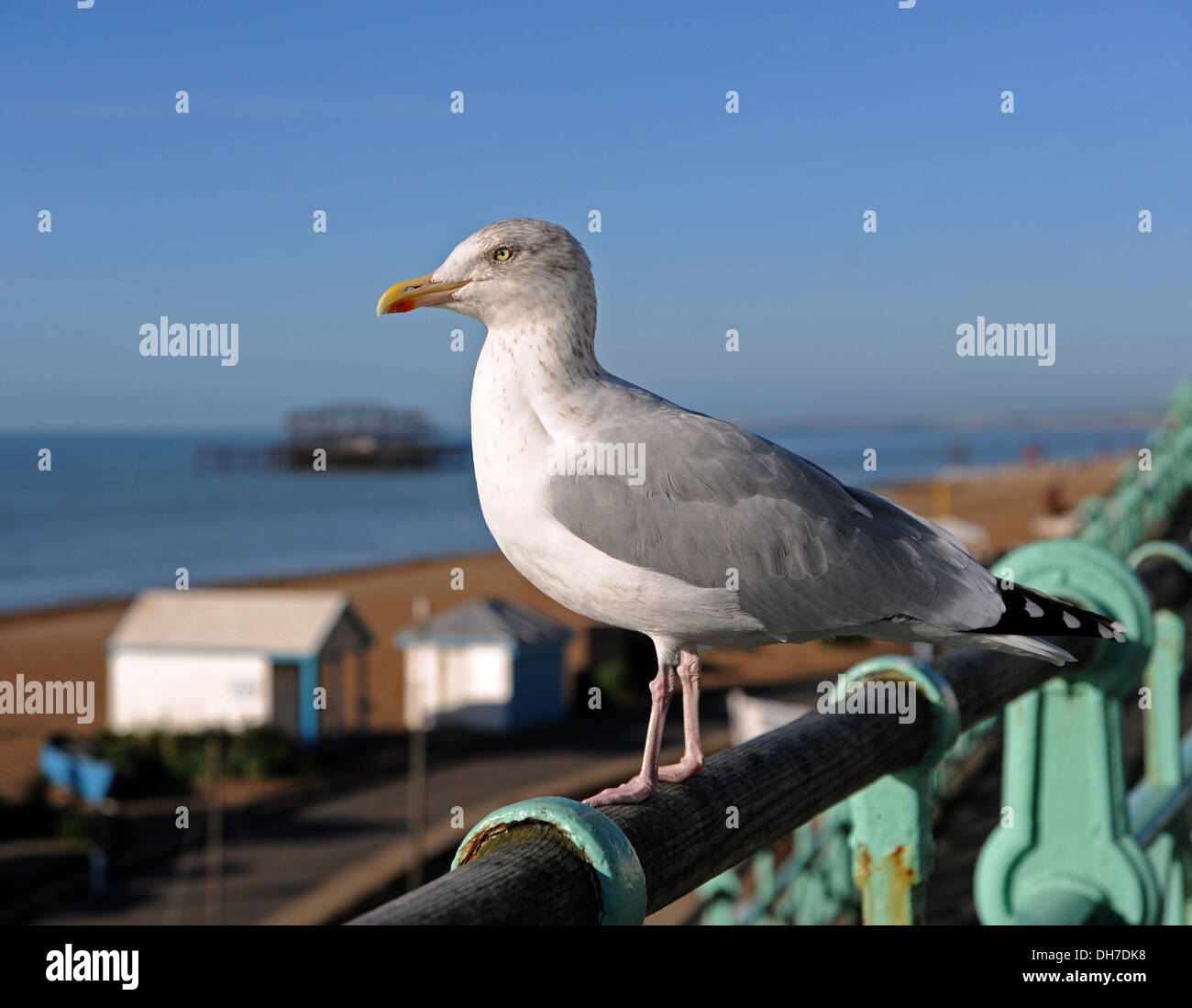 Brighton seagull hi-res stock photography and images - Alamy