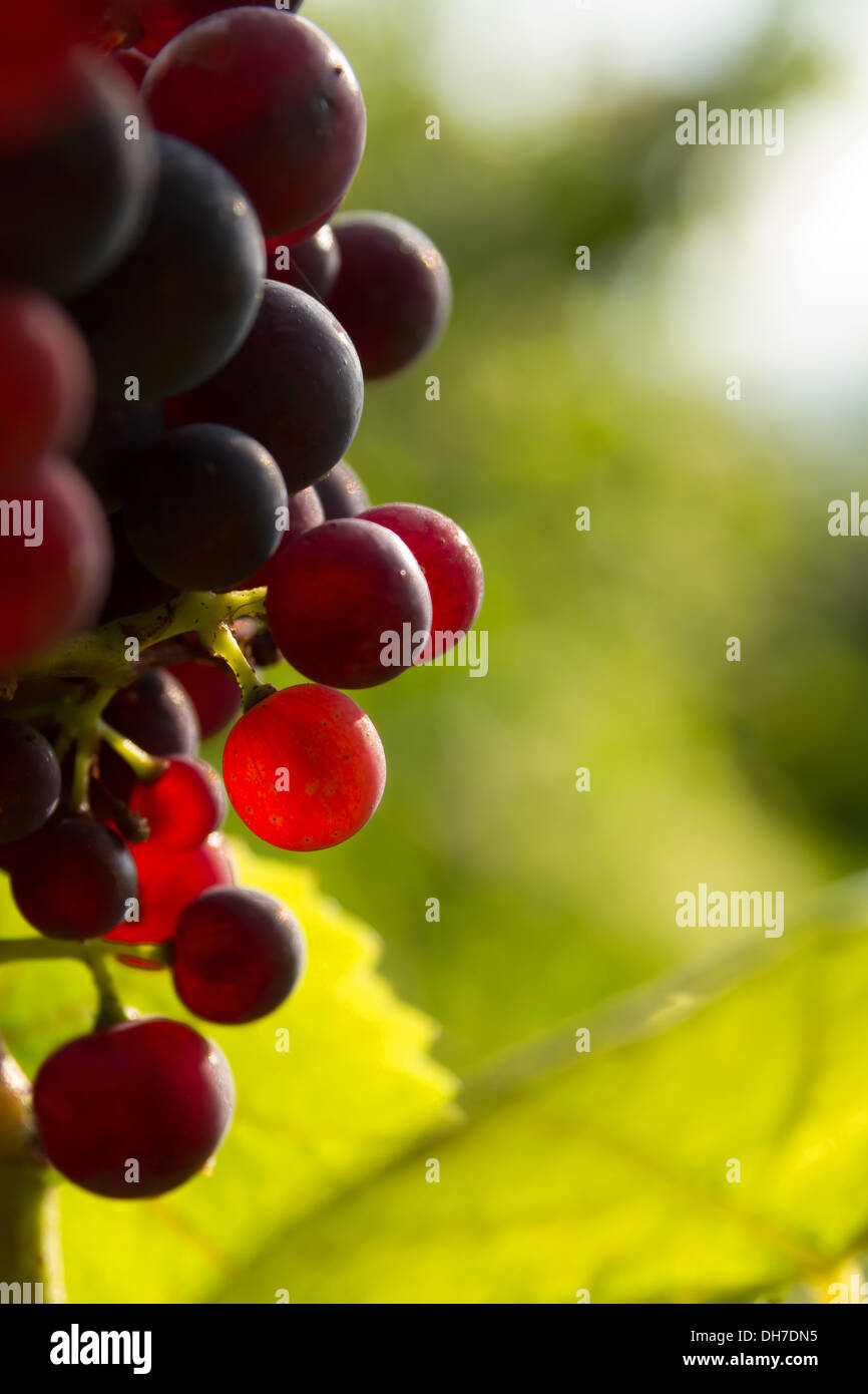 Vineyard red grapes cluster sunset hi-res stock photography and images ...