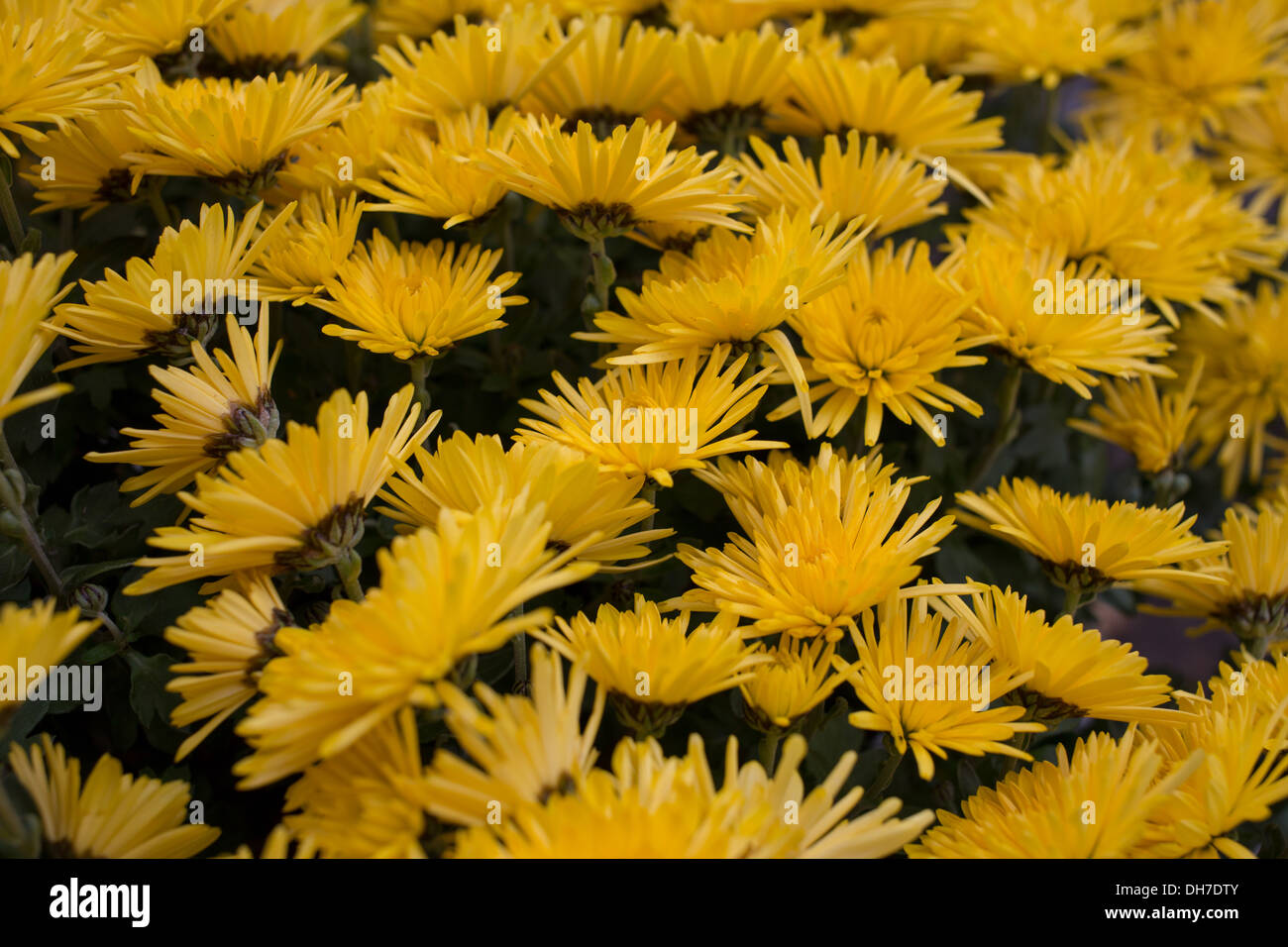 Saints Feast Day Stock Photos & Saints Feast Day Stock Images - Alamy