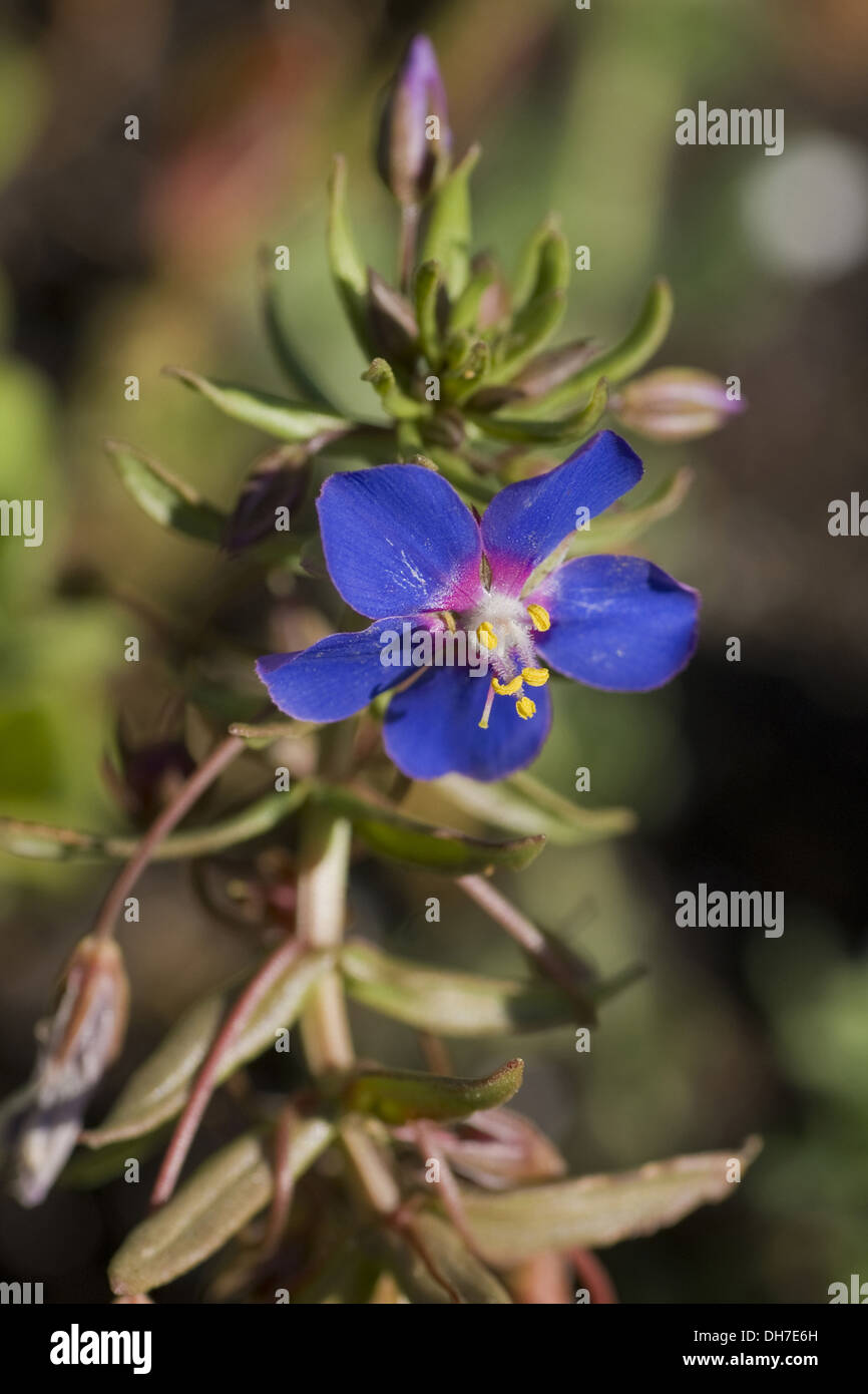 blue pimpernel, anagallis monelli Stock Photo - Alamy