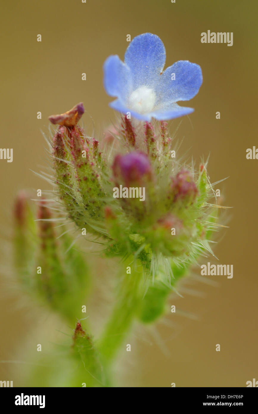 small bugloss, anchusa arvensis Stock Photo - Alamy