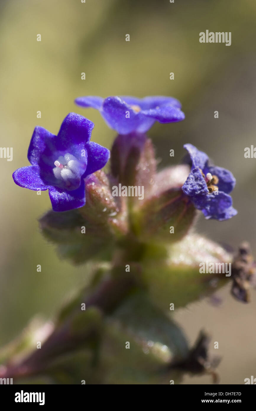 Anchusa Stock Photos & Anchusa Stock Images - Alamy