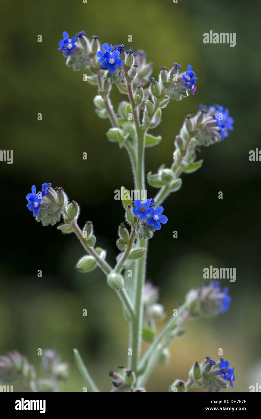 common bugloss, anchusa officinalis Stock Photo - Alamy